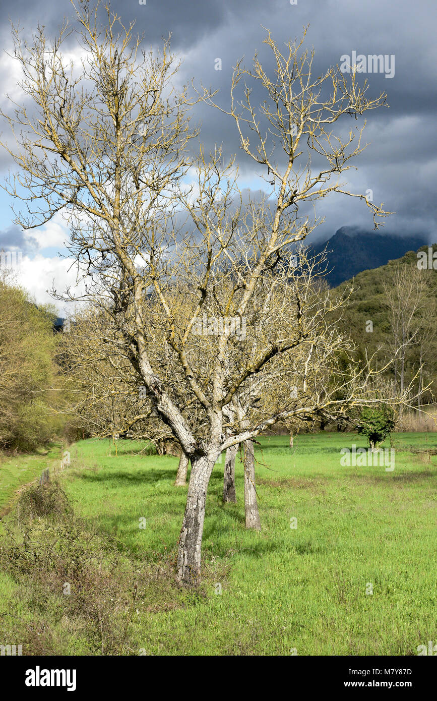 Trees without leaves and grass ground, under a heavy wintry sky Stock ...
