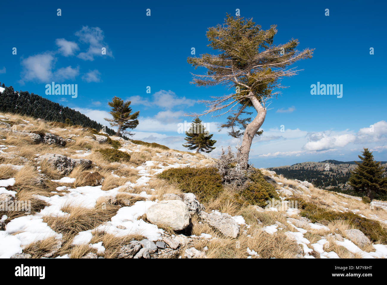 Tree standing alone on the top of a hill with rocks and snow on ground ...