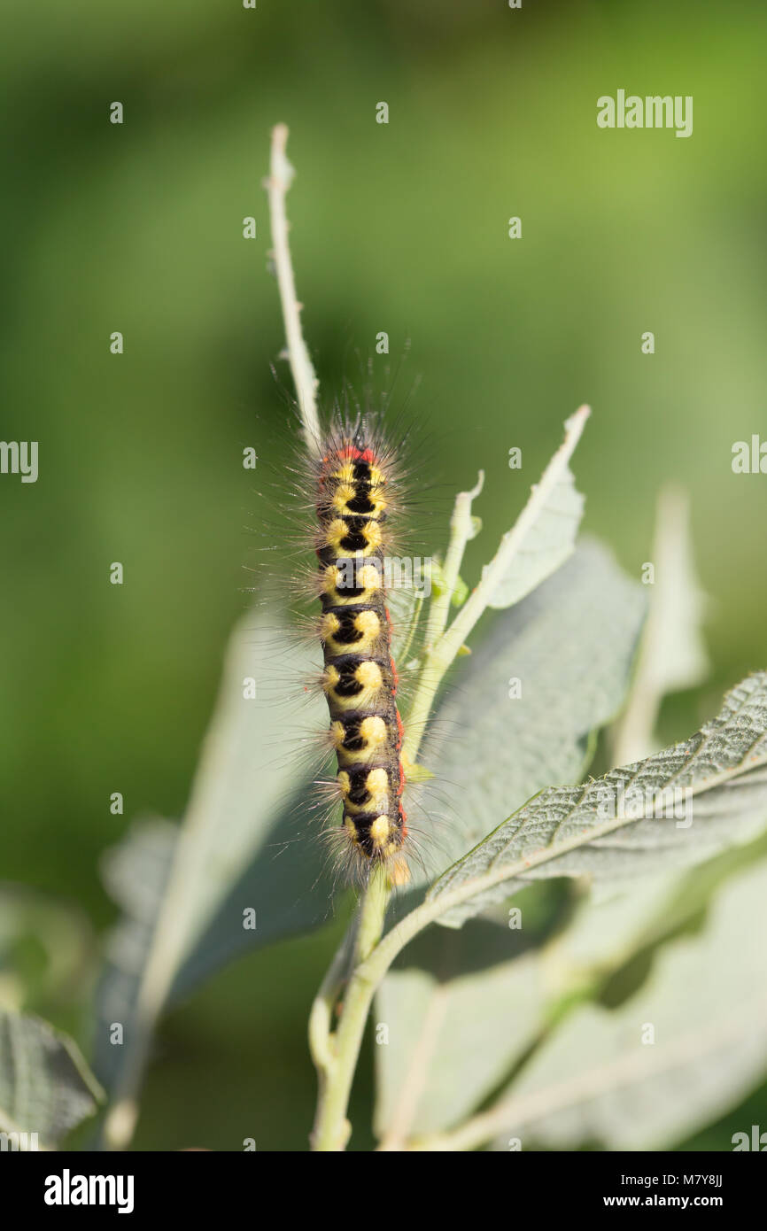 Sweet gale dagger moth Stock Photo - Alamy