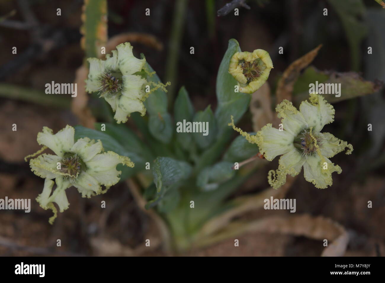 Ferraria uncinata subsp.macrochlamys Stock Photo - Alamy