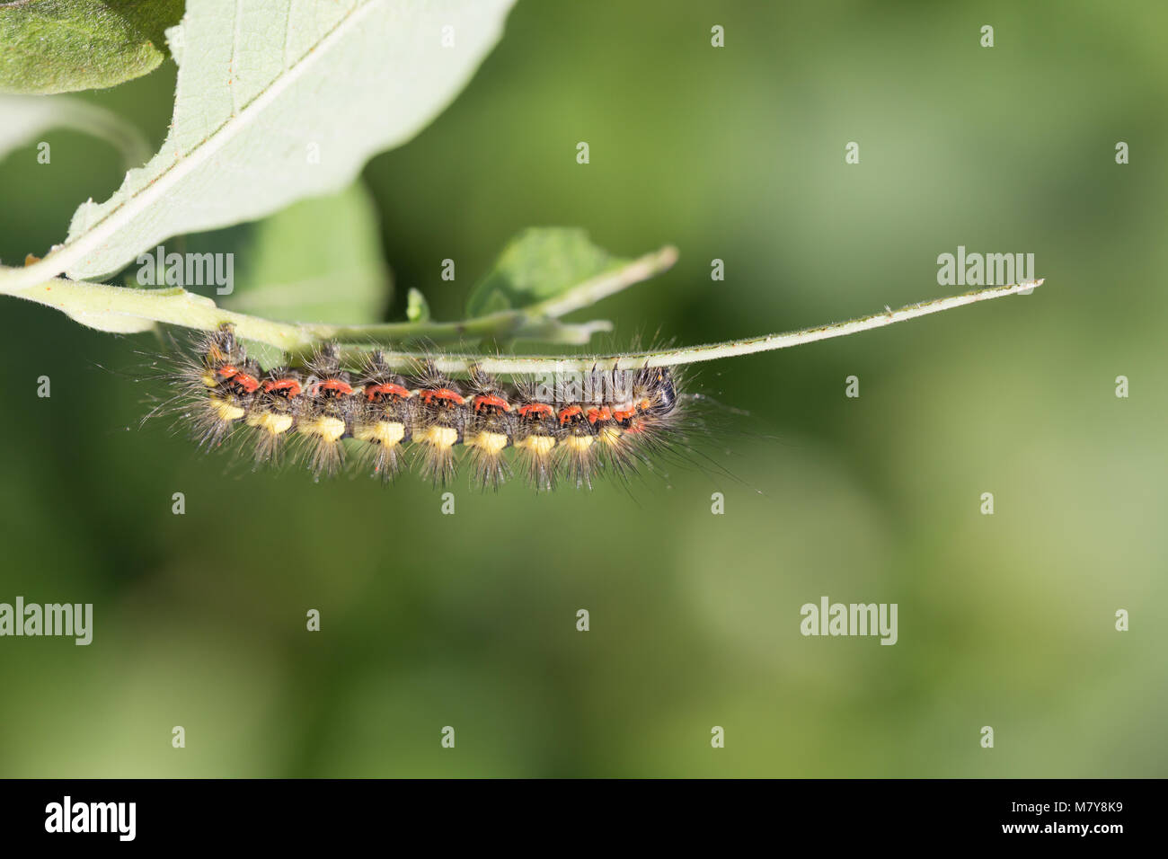 Sweet gale dagger moth Stock Photo - Alamy