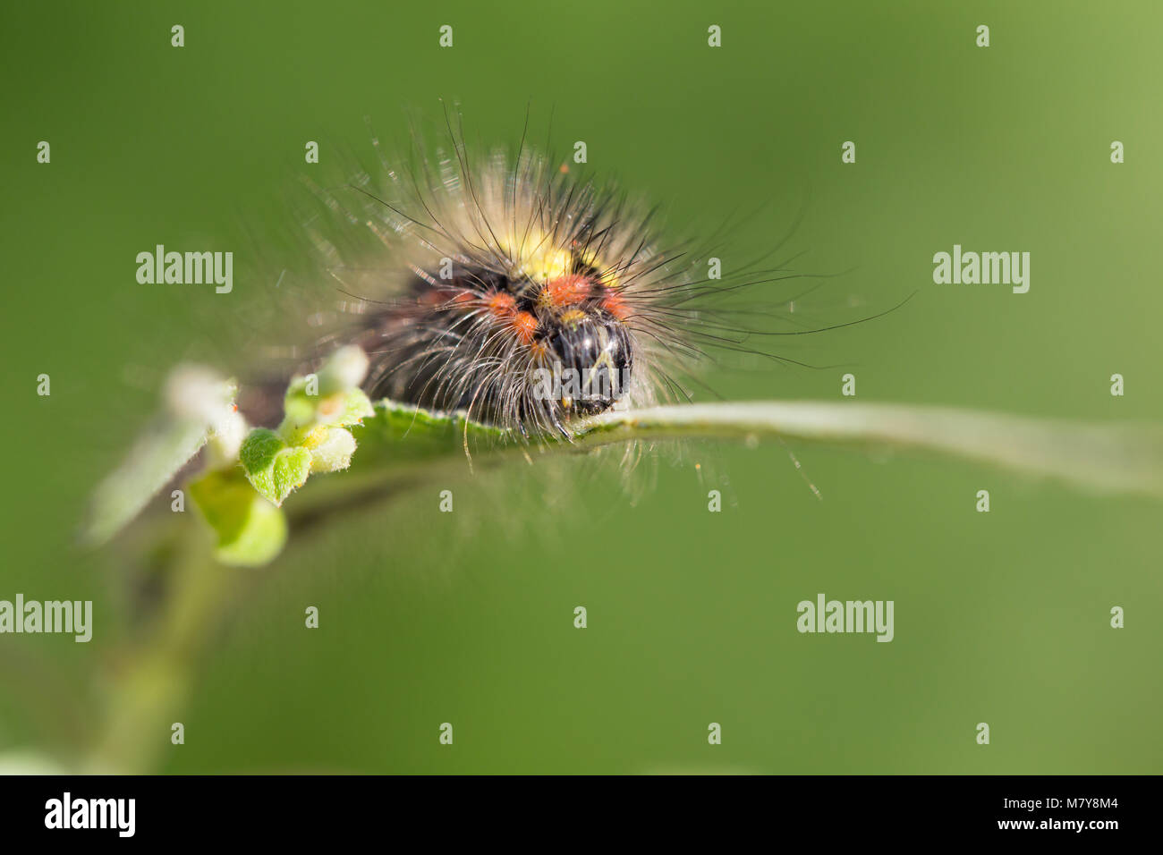 Sweet gale dagger moth Stock Photo - Alamy
