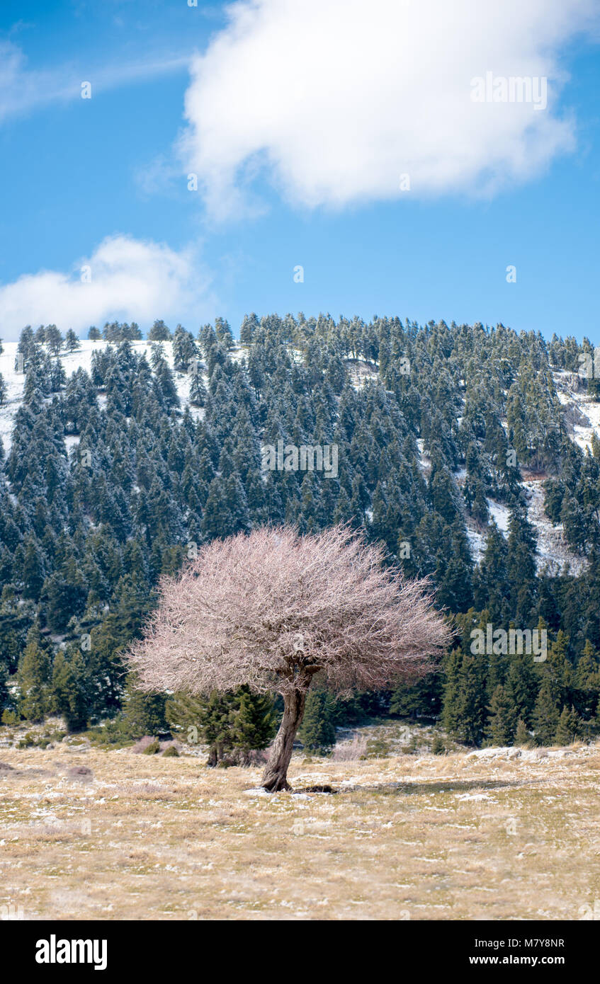Winter landscape with one lonely tree without green leaves. Snow on the ...