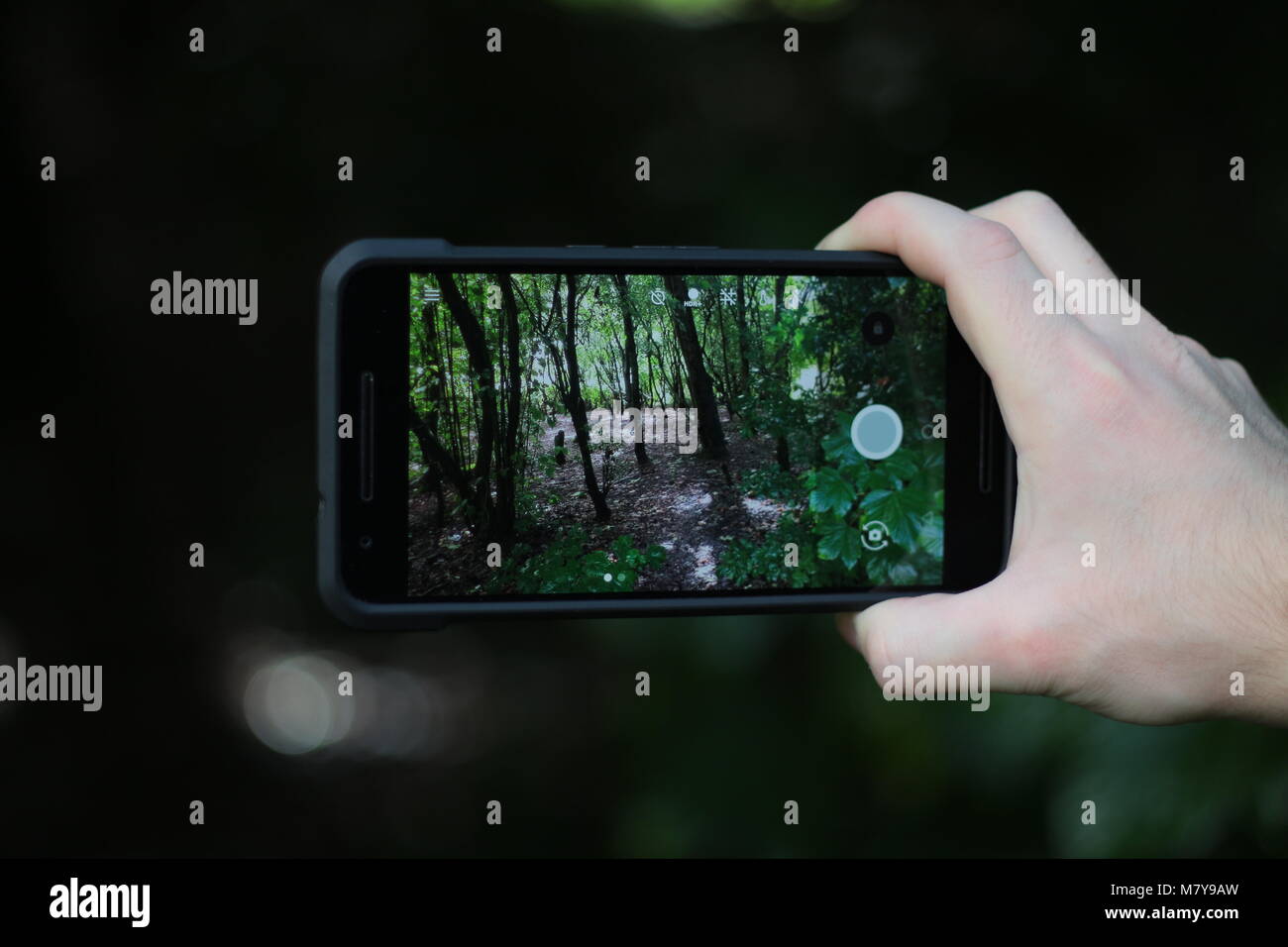 Phone taking picture of nature in the woods Stock Photo - Alamy