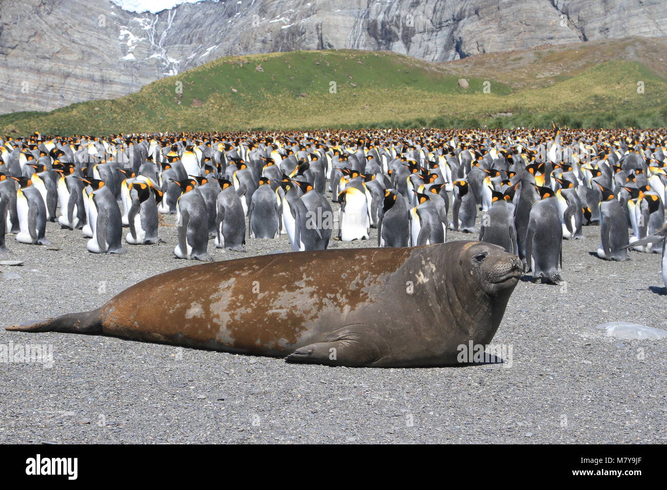 South Georgia scenes Stock Photo - Alamy