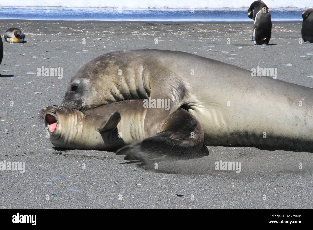 South Georgia scenes Stock Photo - Alamy