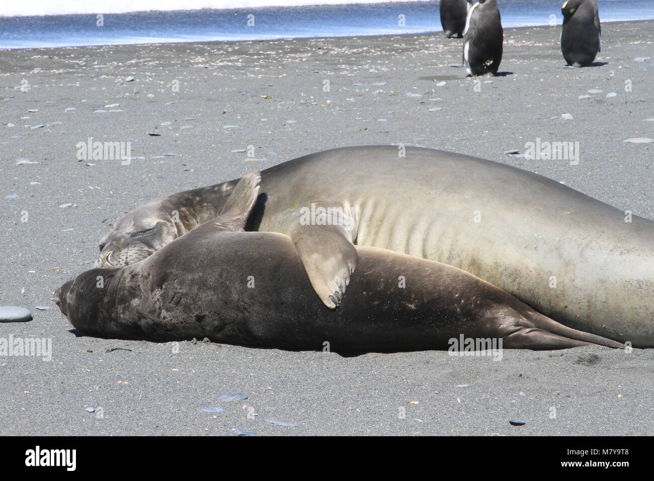 South Georgia scenes Stock Photo - Alamy