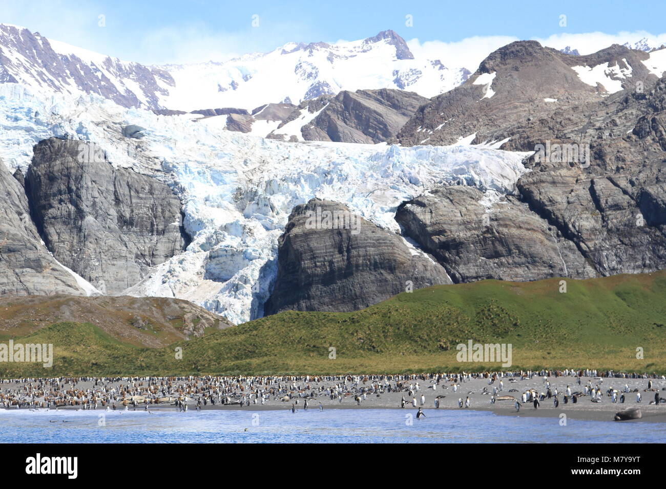 South Georgia scenes Stock Photo - Alamy