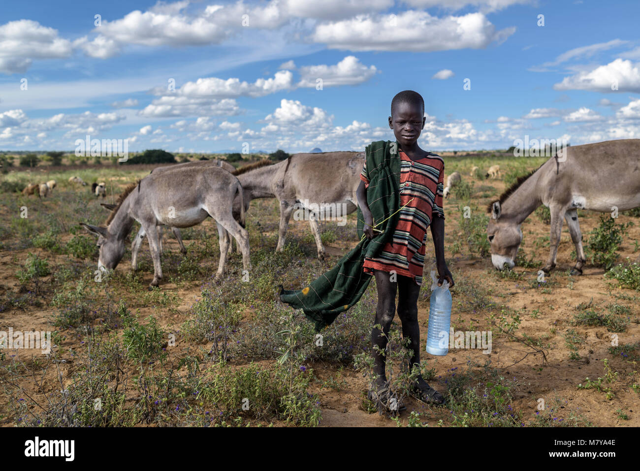 Young african shepherd, with a botle of milk, looking after his donkeys ...