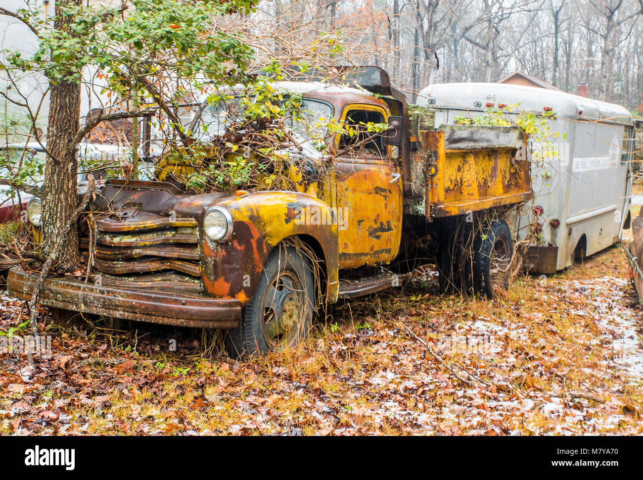 Tree growing out old car hi-res stock photography and images - Alamy