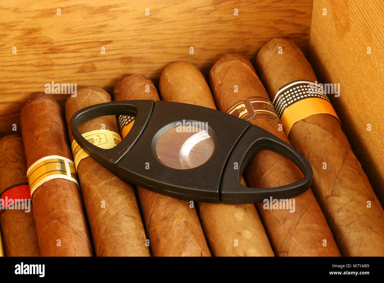 Cigars in a humidor with cutter Stock Photo - Alamy