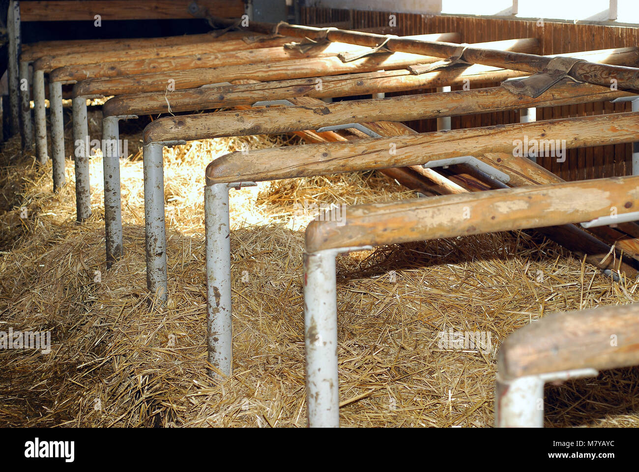Free stall barns hi-res stock photography and images - Alamy