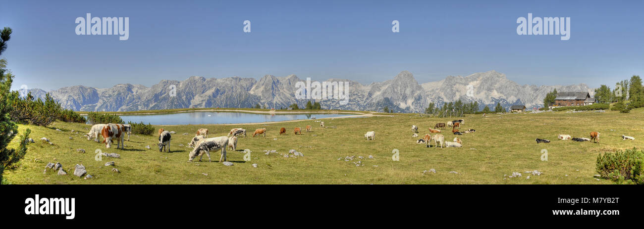 Alpine pasture 2 Stock Photo - Alamy