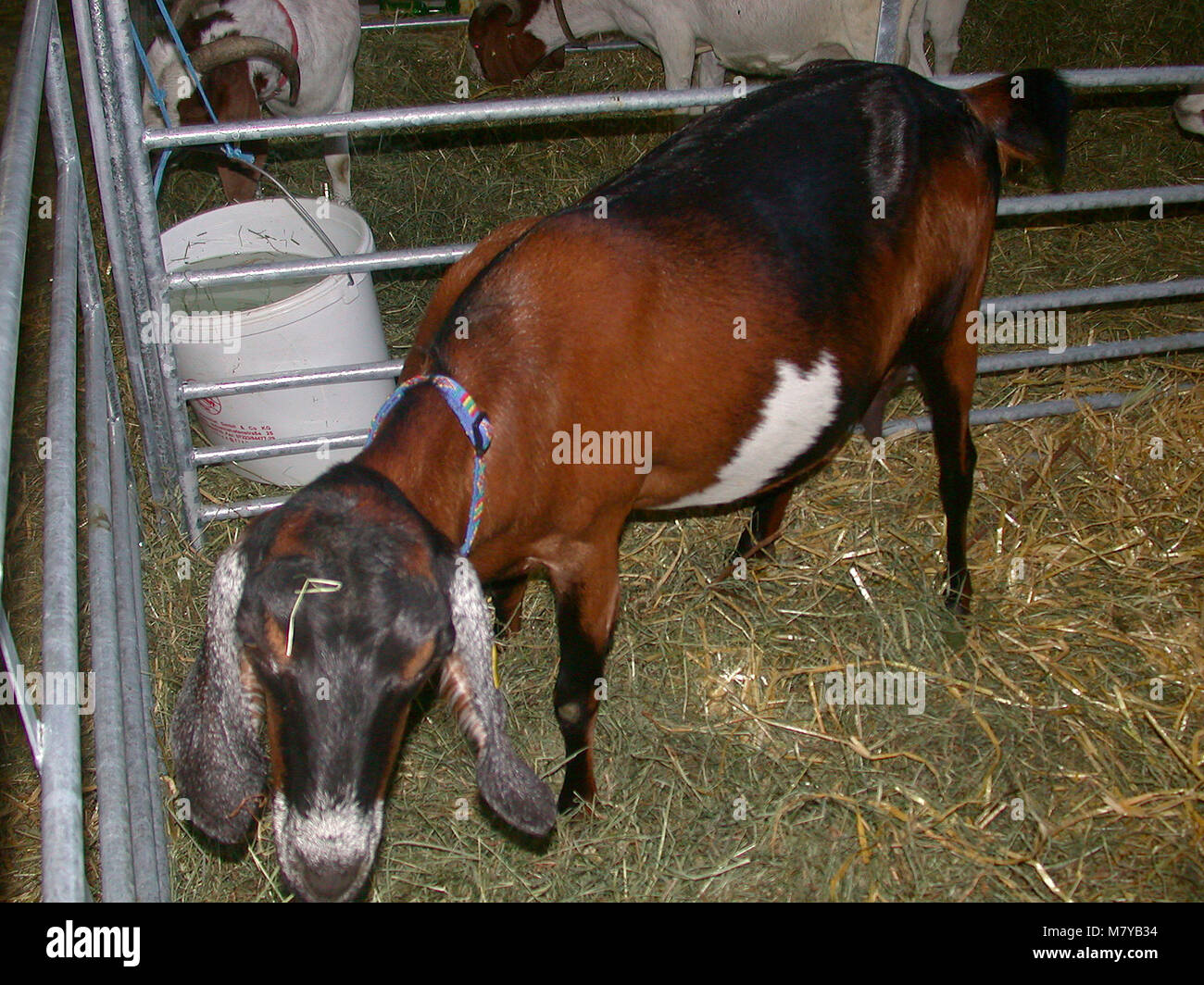 Anglo-Nubian Goat 1 Stock Photo - Alamy