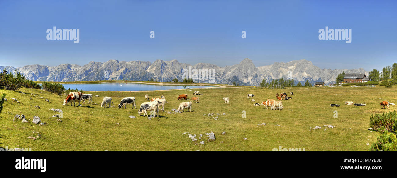 Alpine pasture 3 Stock Photo - Alamy