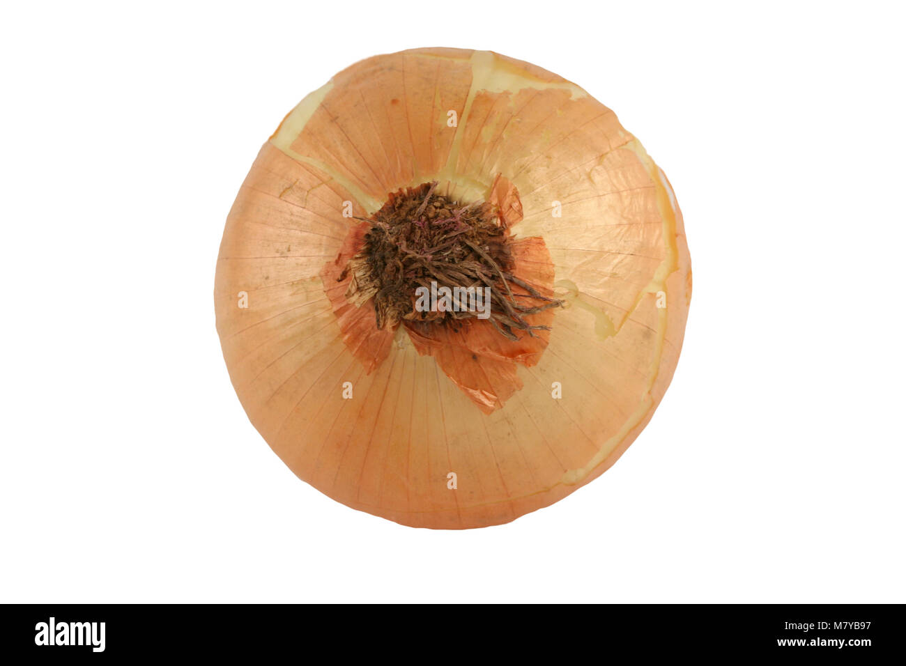 A Isolated Yellow onion bottom on white Stock Photo - Alamy