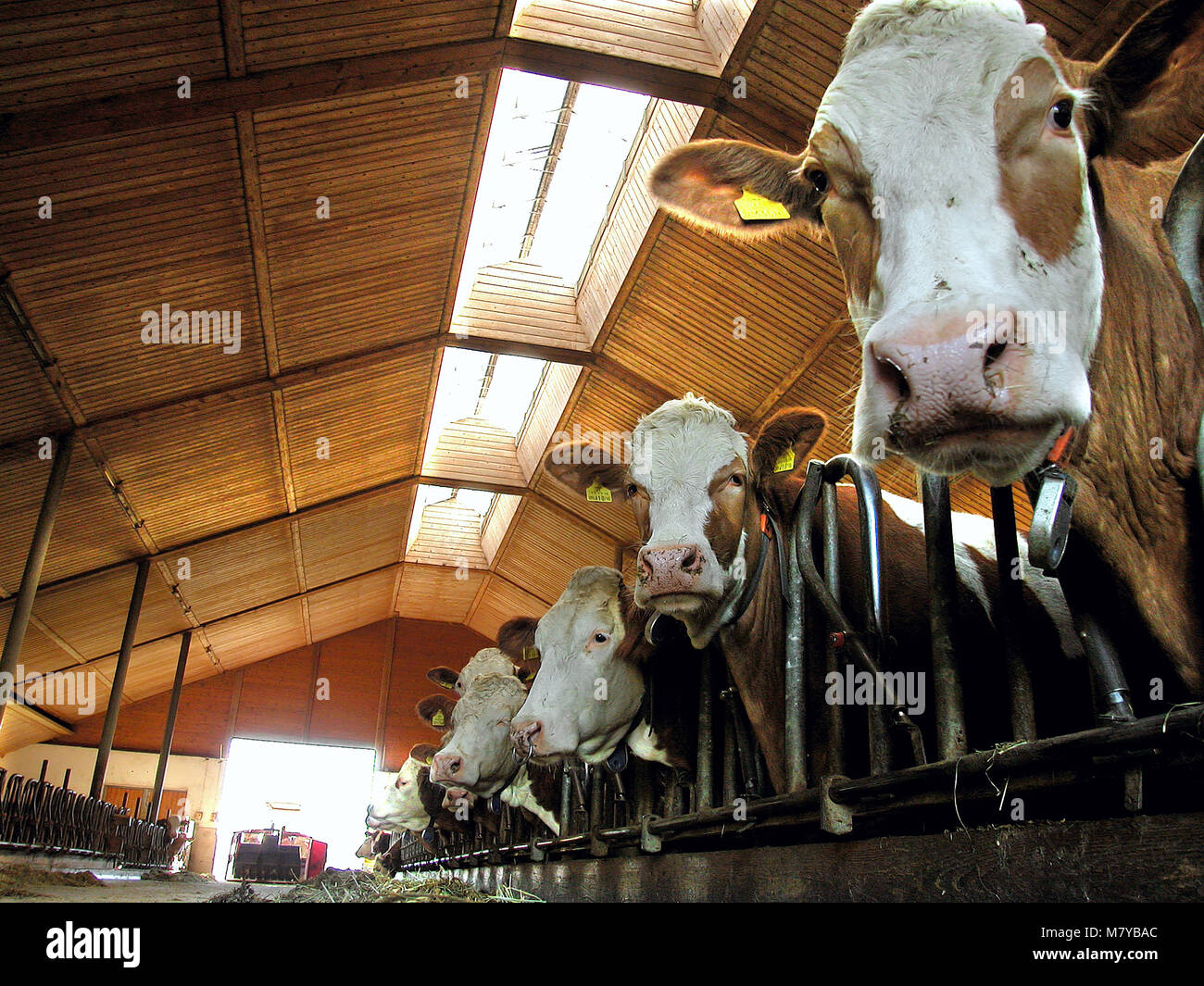 Loose housing barn hi-res stock photography and images - Alamy