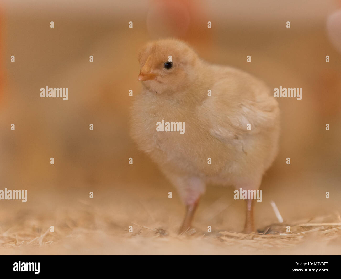 Broiler houses hi-res stock photography and images - Alamy