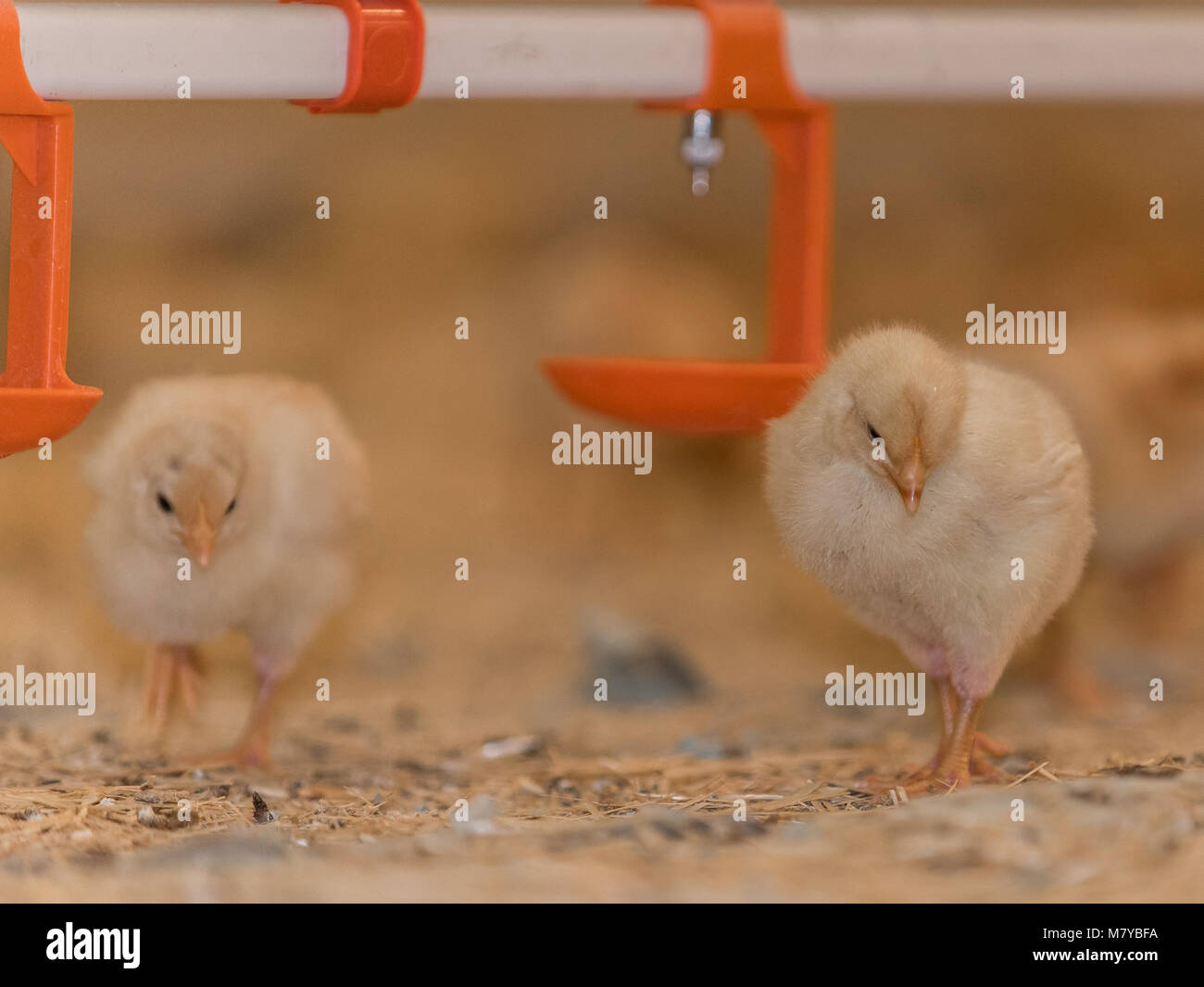 Broiler houses hi-res stock photography and images - Alamy