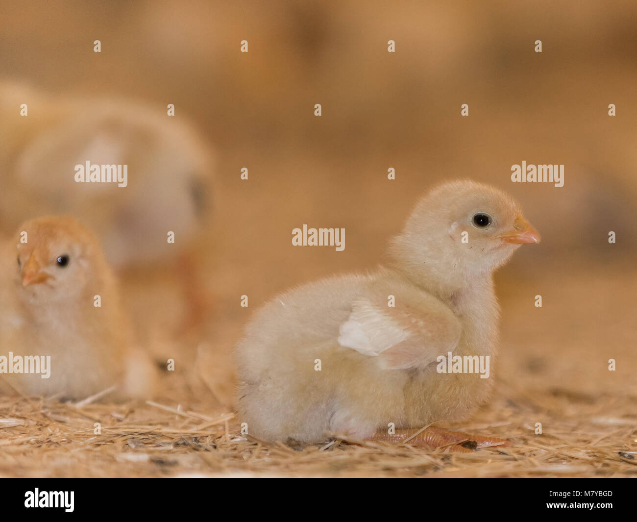 Broiler houses hi-res stock photography and images - Alamy