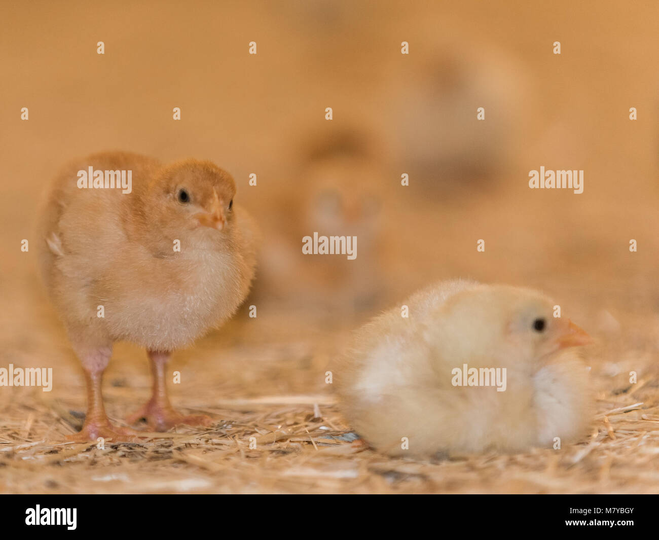 Broiler houses hi-res stock photography and images - Alamy