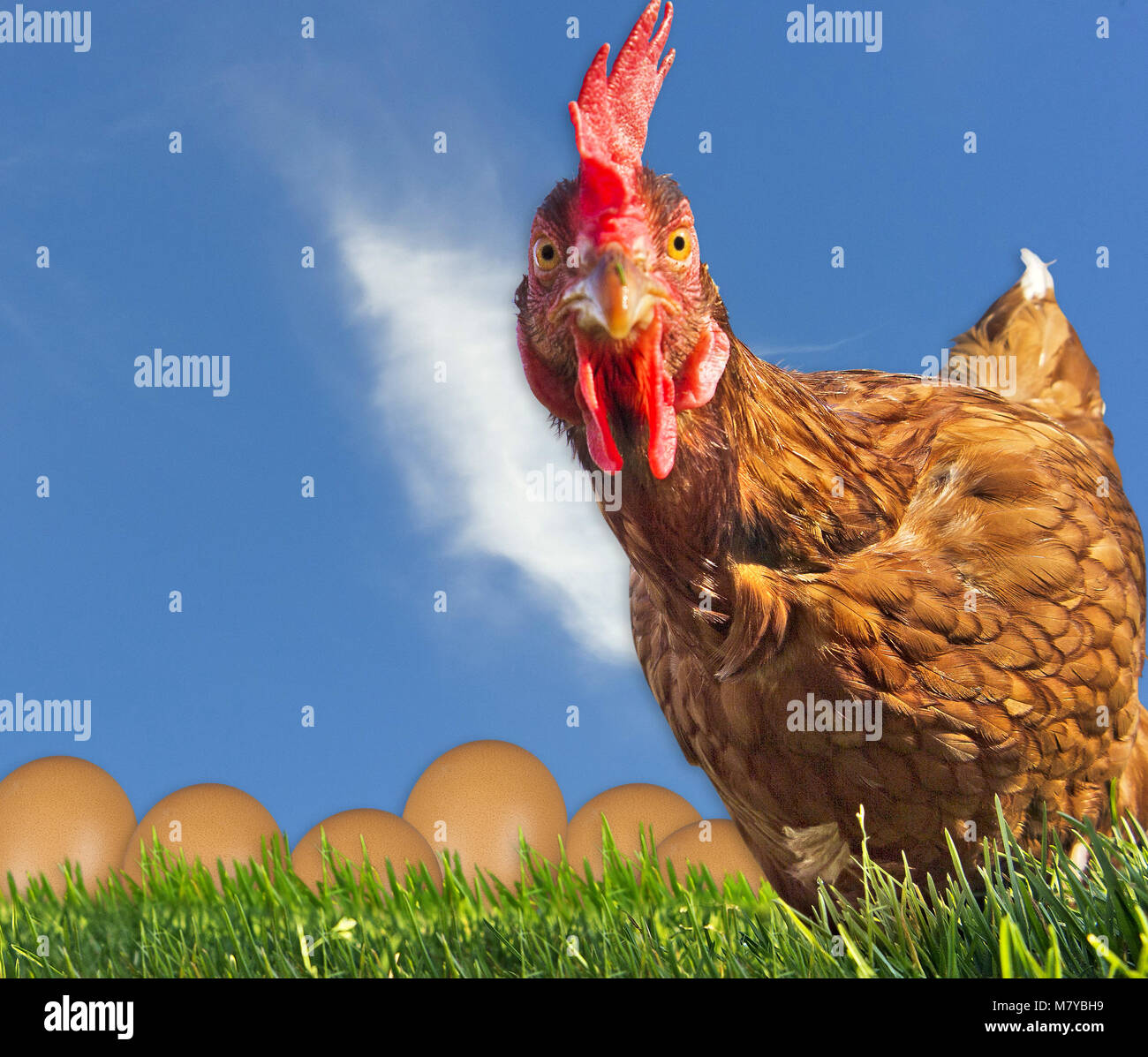 Bio eggs 2 Stock Photo - Alamy