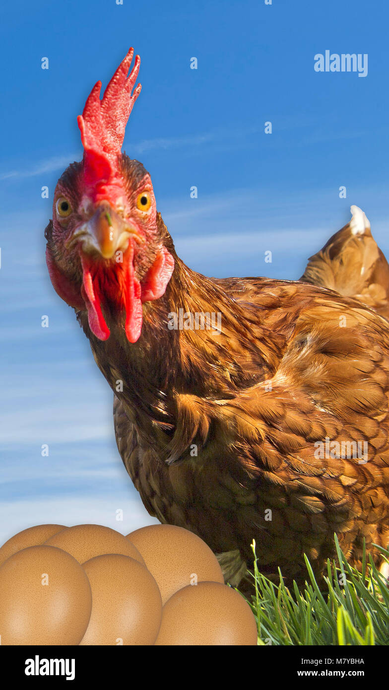 Bio eggs 3 Stock Photo - Alamy