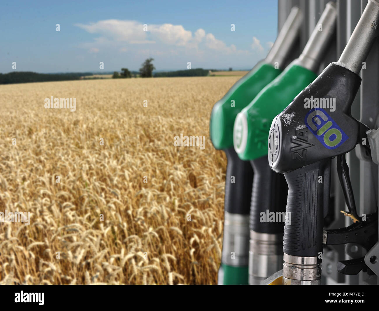 Bioethanol E10 wheat 1 Stock Photo - Alamy