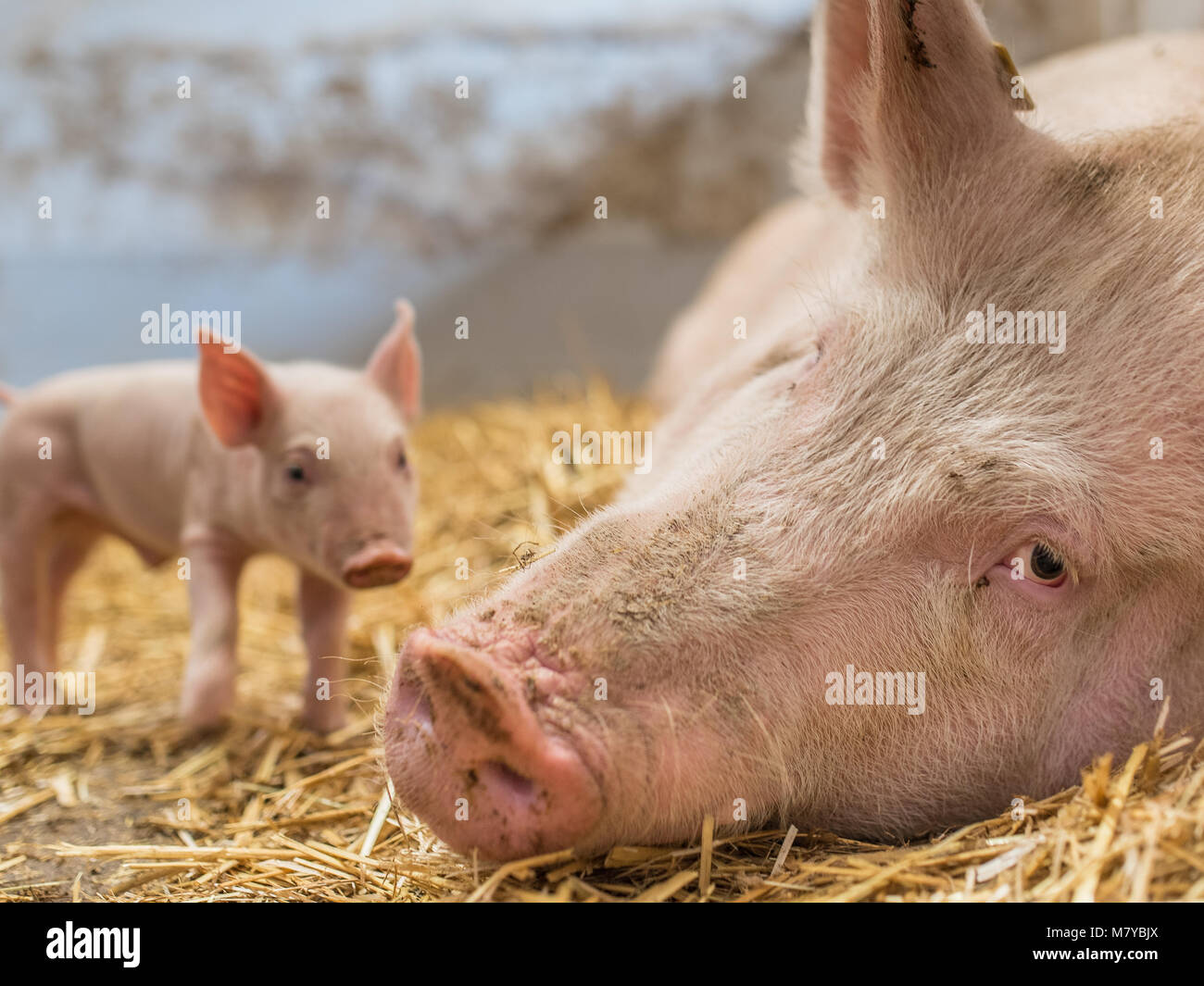 Biological pig keeping 1 Stock Photo - Alamy