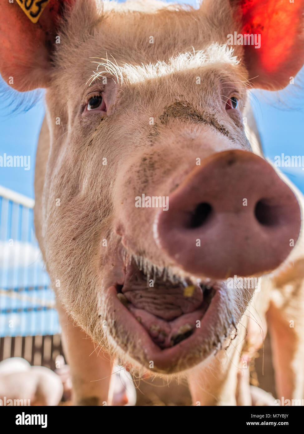 Biological pig keeping 10 Stock Photo - Alamy