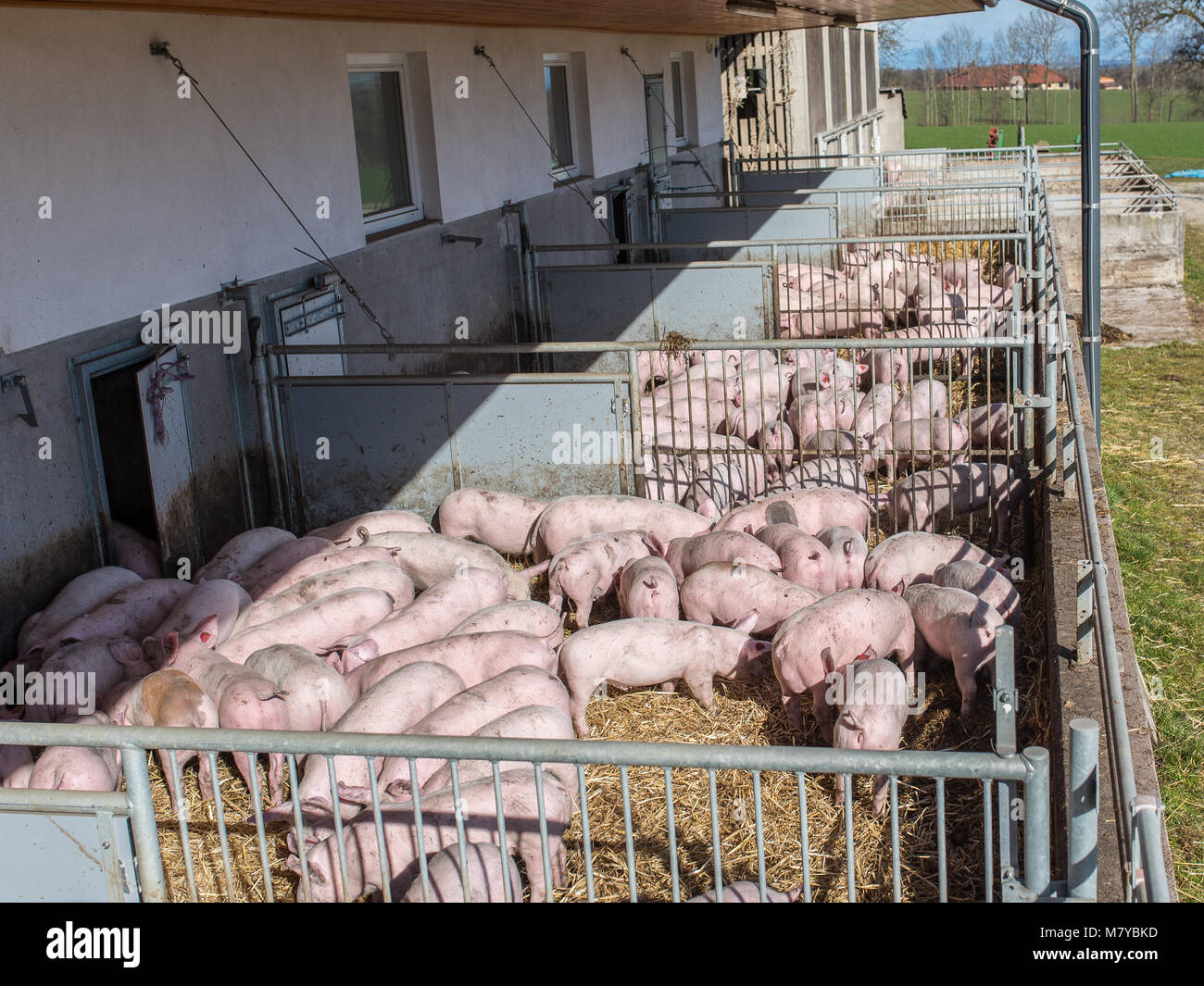 Biological pig keeping 11 Stock Photo - Alamy