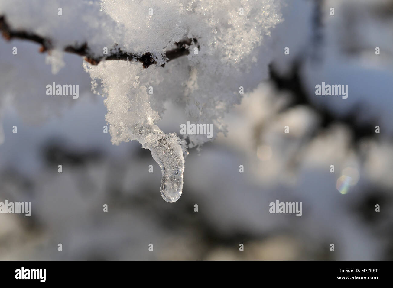small icicle at snowy branch Stock Photo - Alamy
