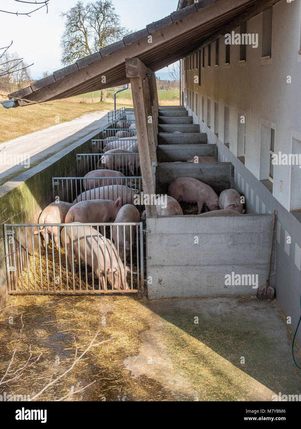 Biological pig keeping 15 Stock Photo - Alamy