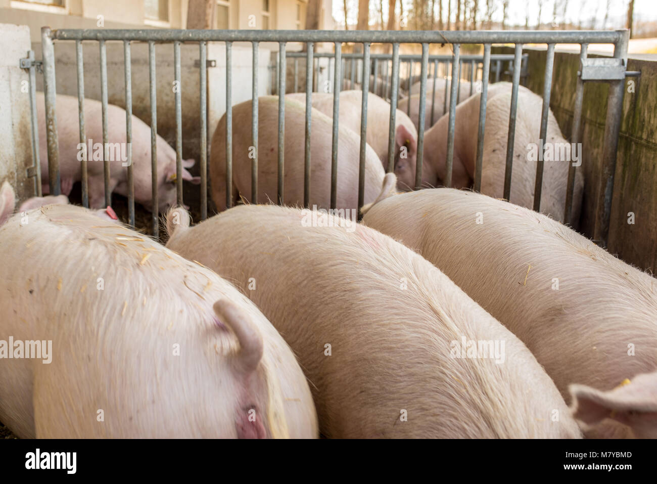 Biological pig keeping 16 Stock Photo - Alamy