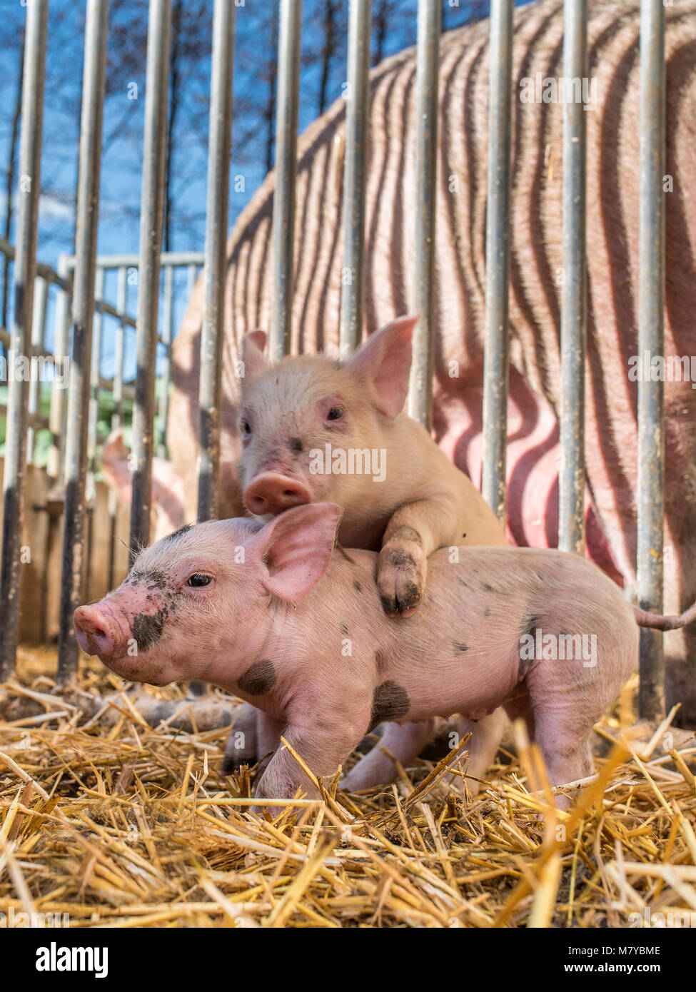 Biological pig keeping 18 Stock Photo - Alamy