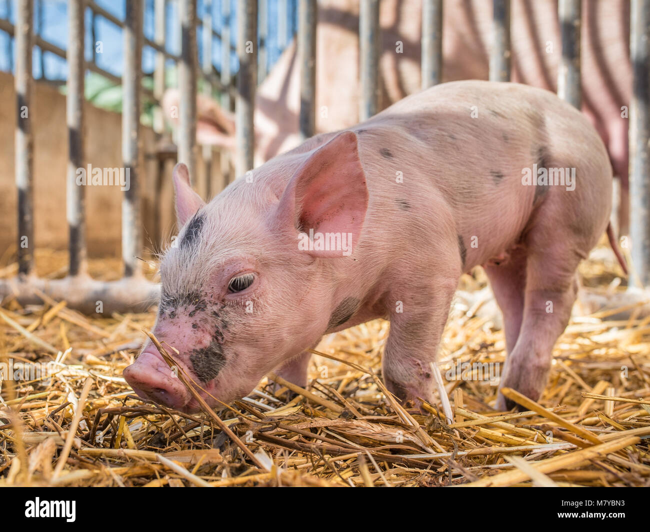 Biological pig keeping 20 Stock Photo - Alamy