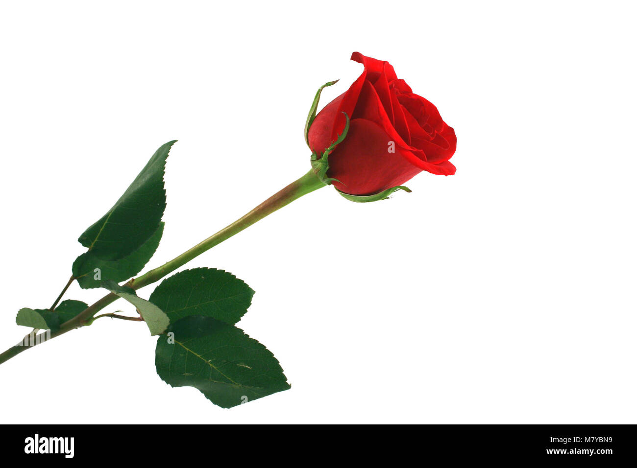 A Isolated red rose on white background Stock Photo - Alamy