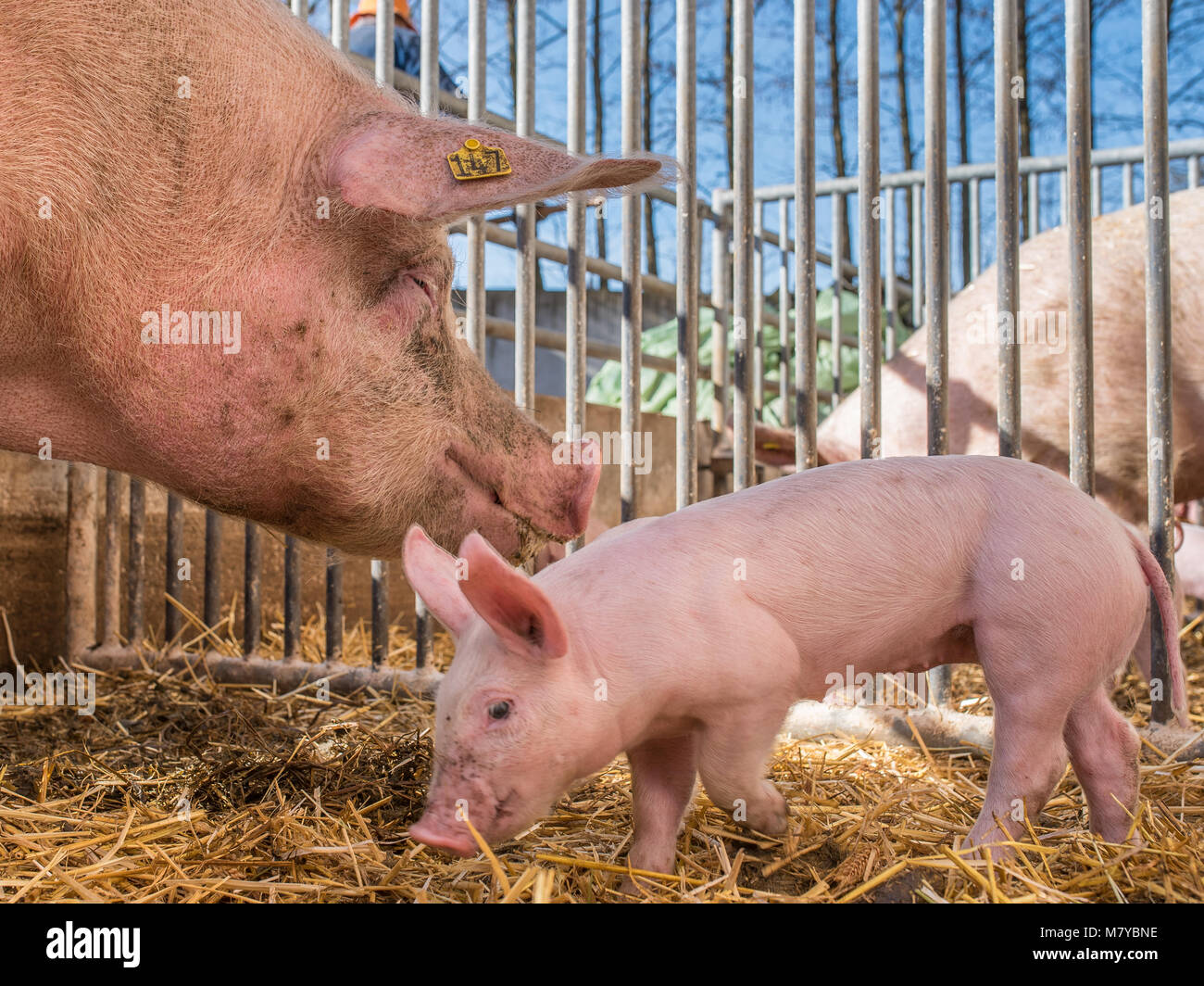 Biological pig keeping 22 Stock Photo - Alamy