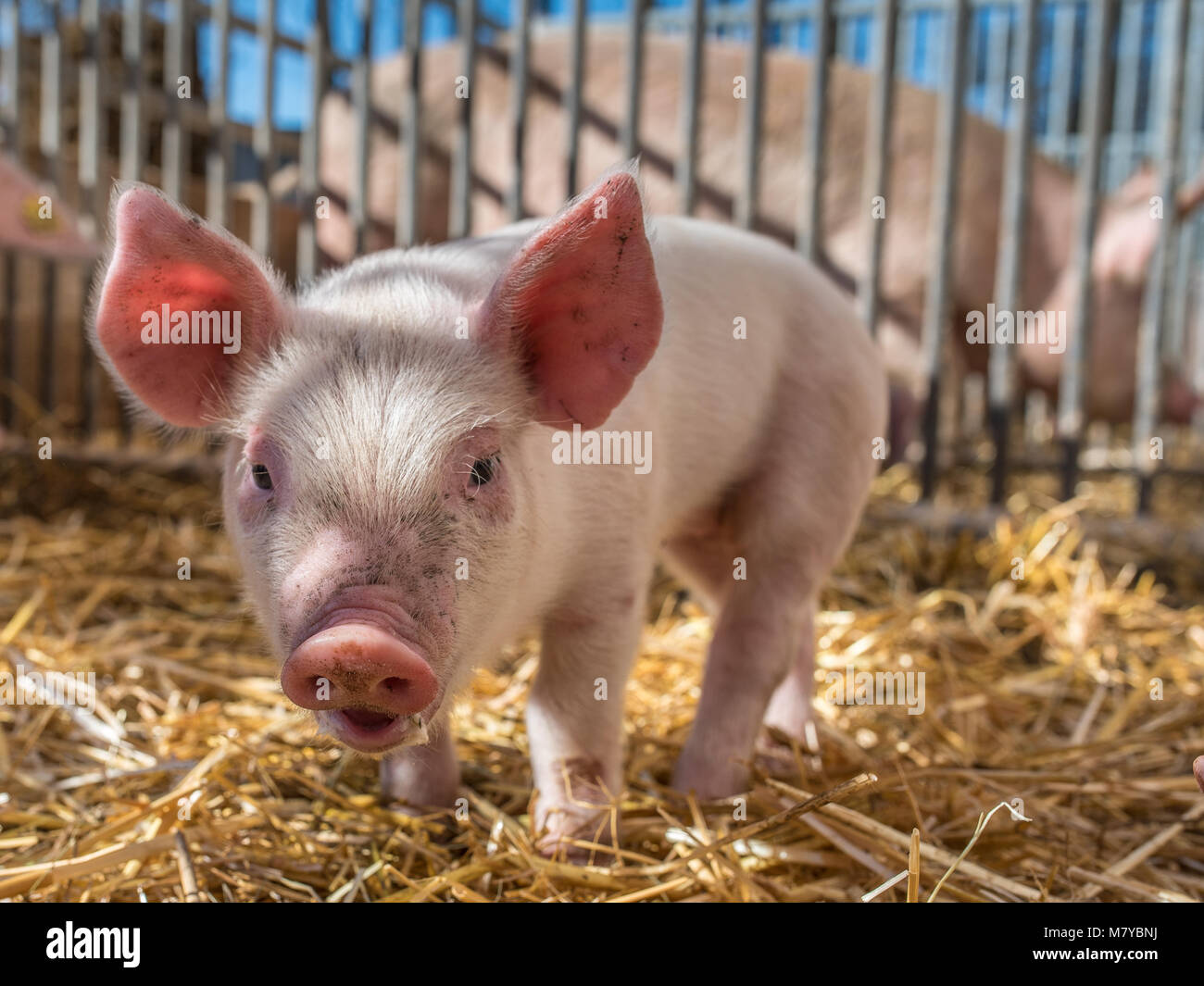 Biological pig keeping 24 Stock Photo - Alamy