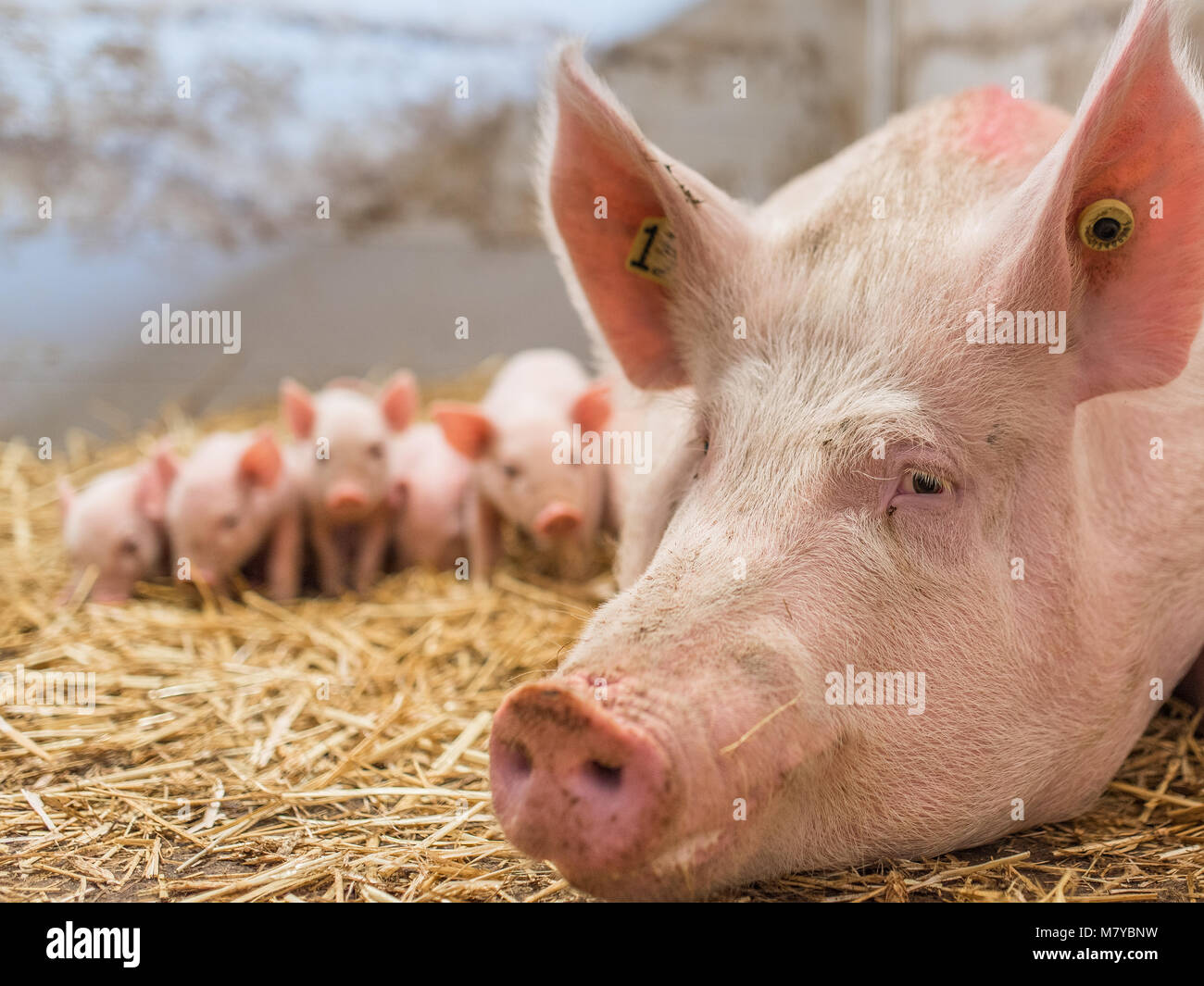 Biological pig keeping 25 Stock Photo - Alamy