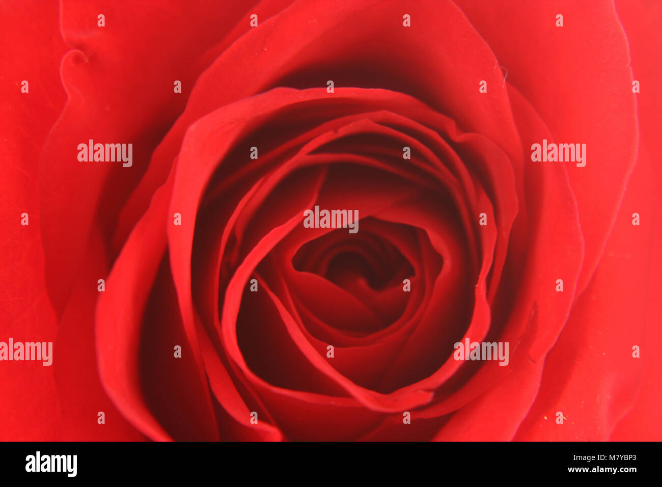 A Red rose background texture Stock Photo - Alamy