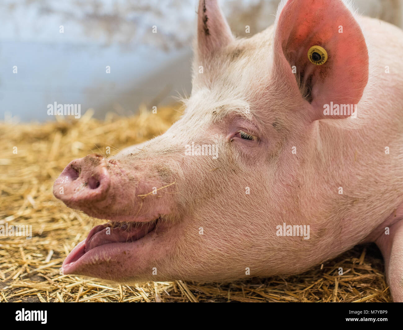 Biological pig keeping 27 Stock Photo - Alamy