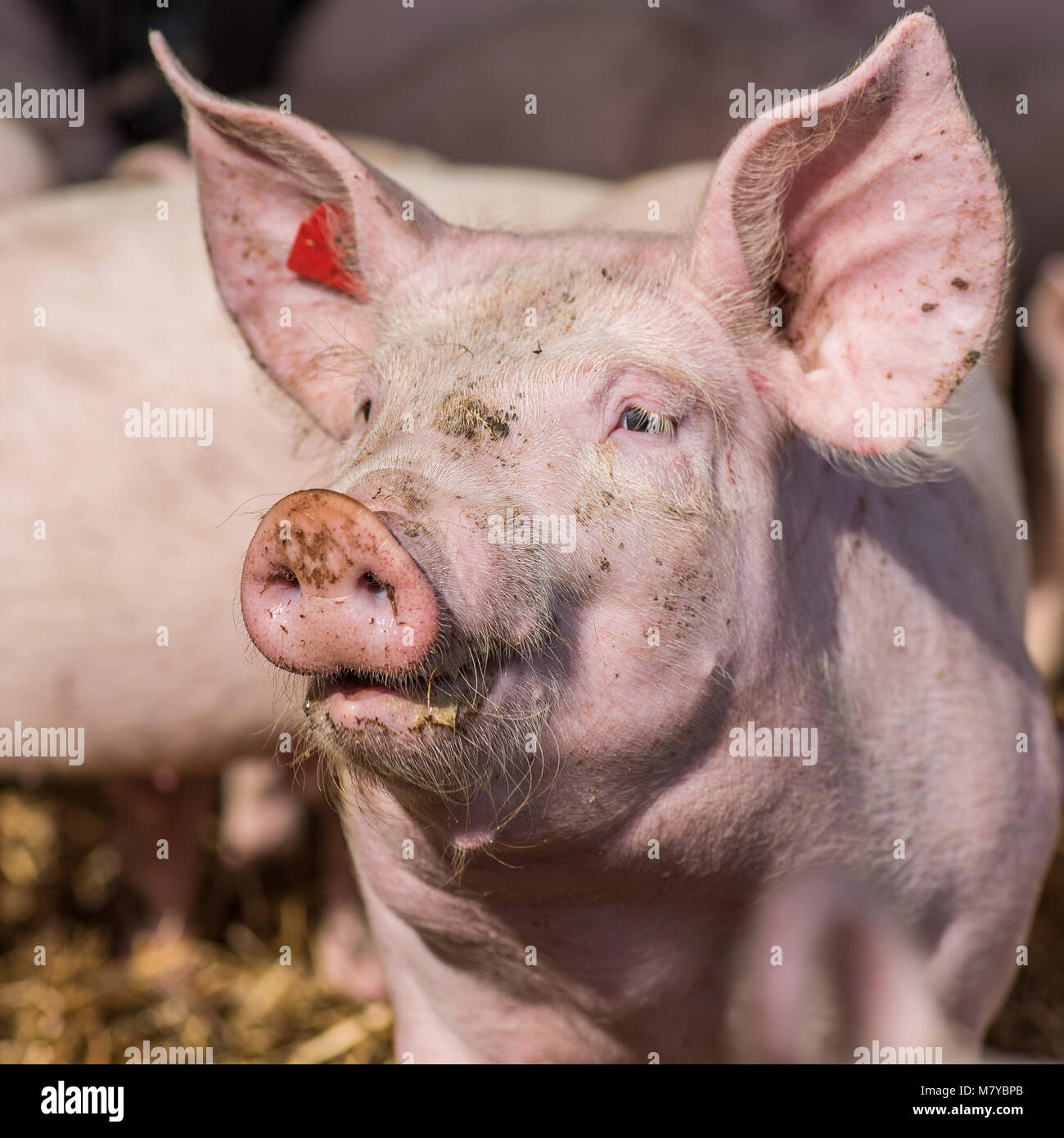 Biological pig keeping 3 Stock Photo - Alamy