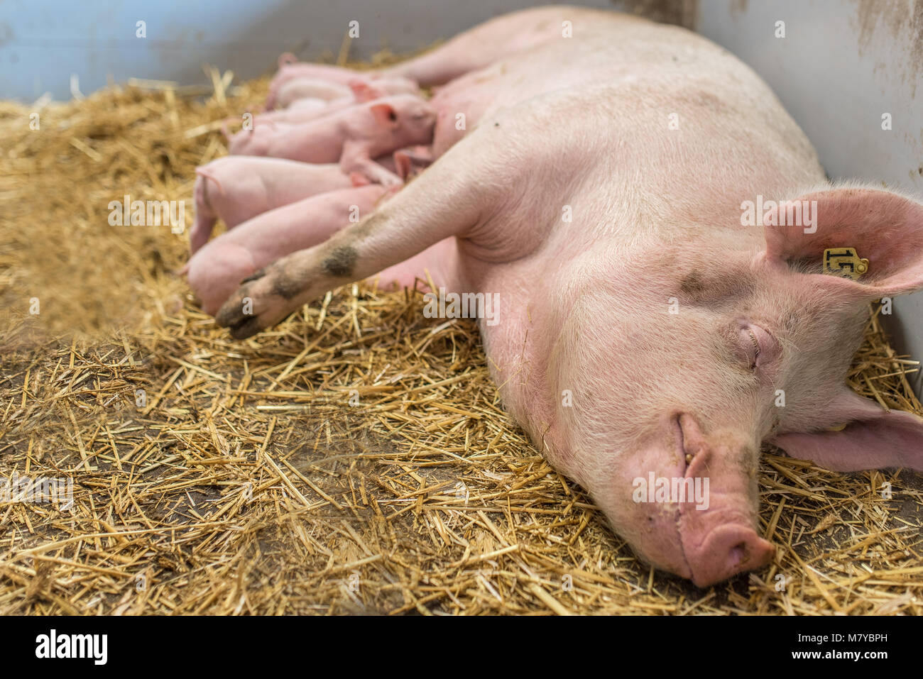 Biological pig keeping 32 Stock Photo - Alamy