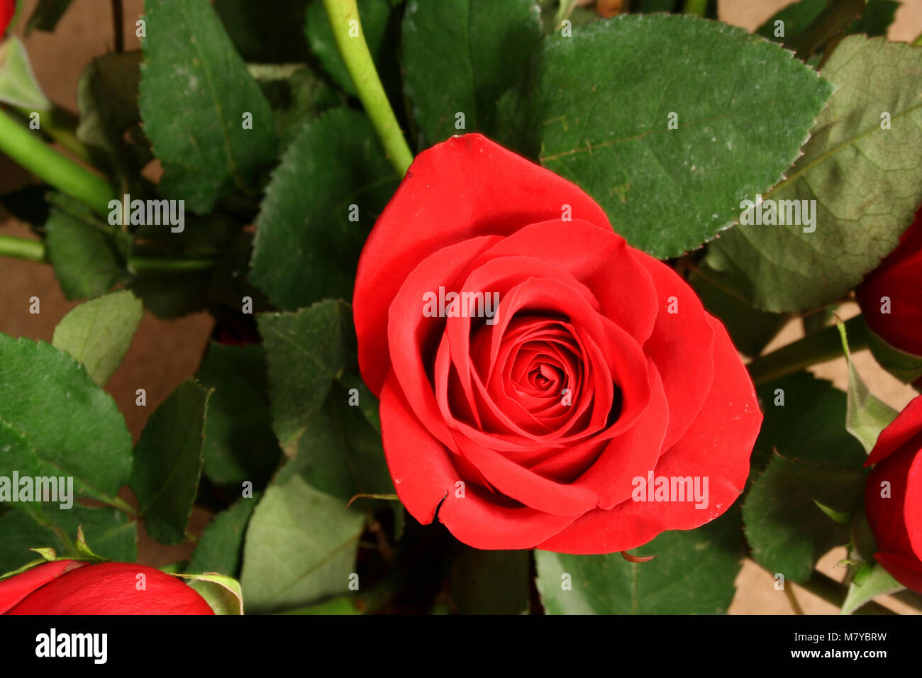 A Red rose with leaves Stock Photo - Alamy