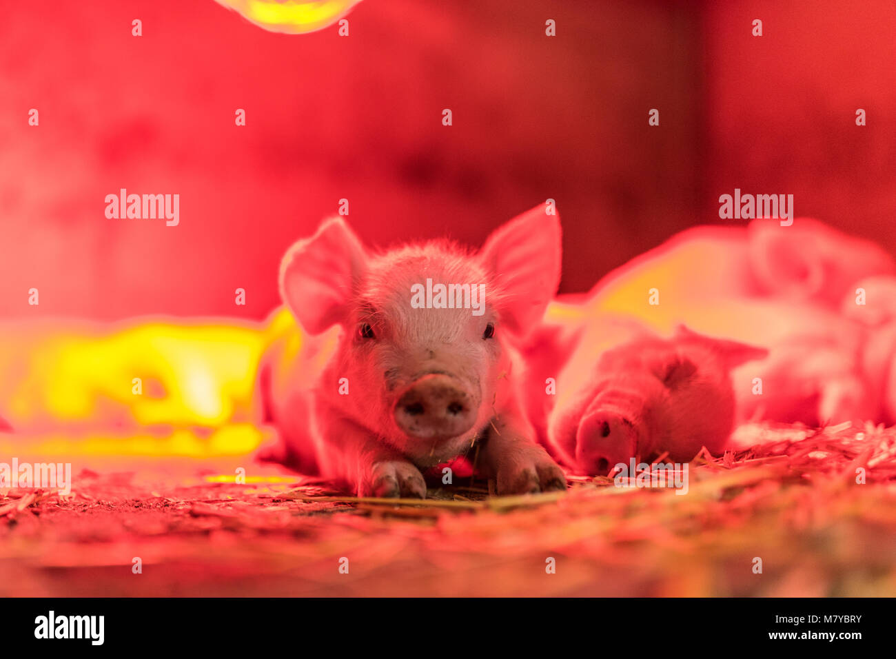 Biological pig keeping 40 Stock Photo - Alamy