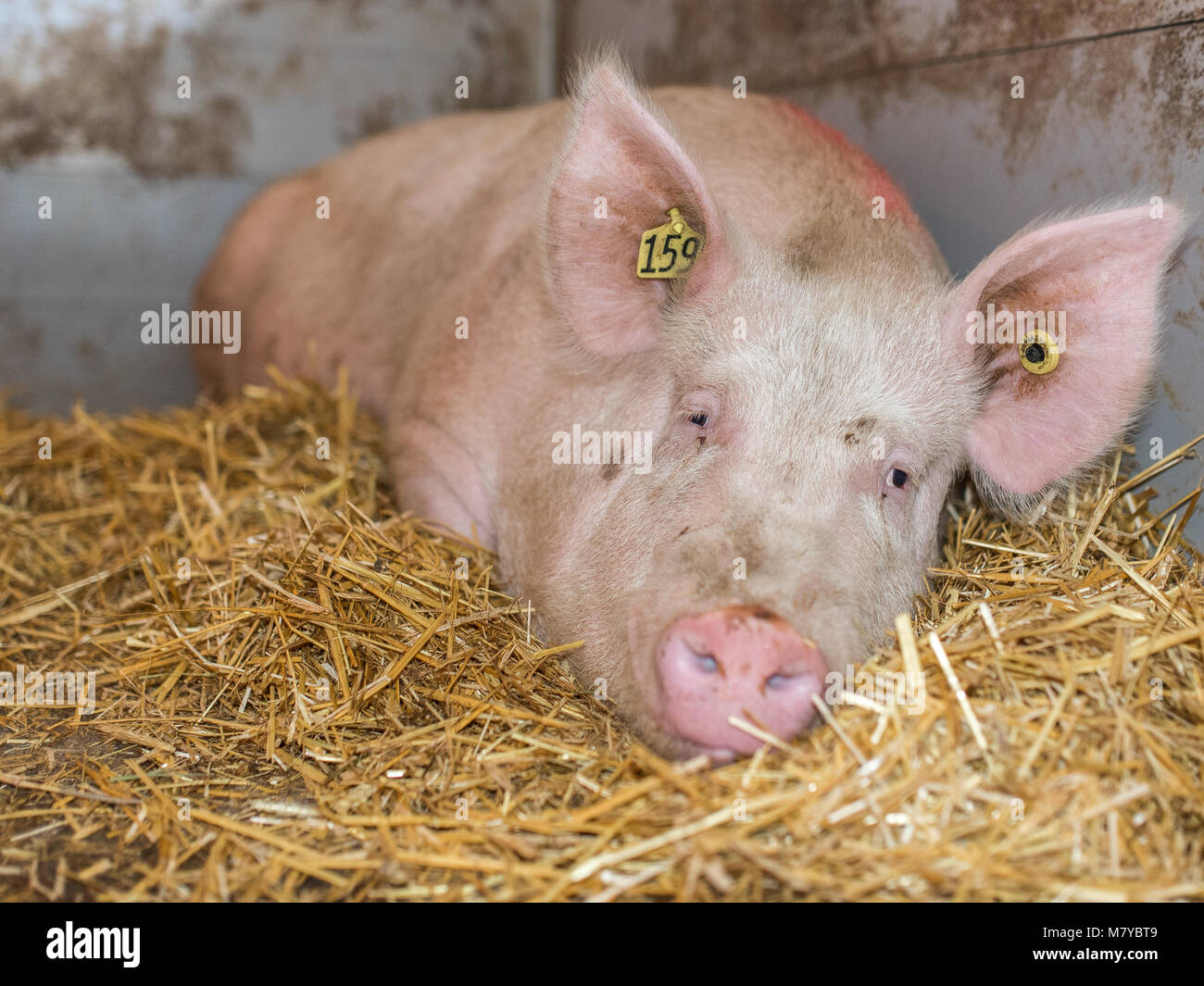 Biological pig keeping 42 Stock Photo - Alamy