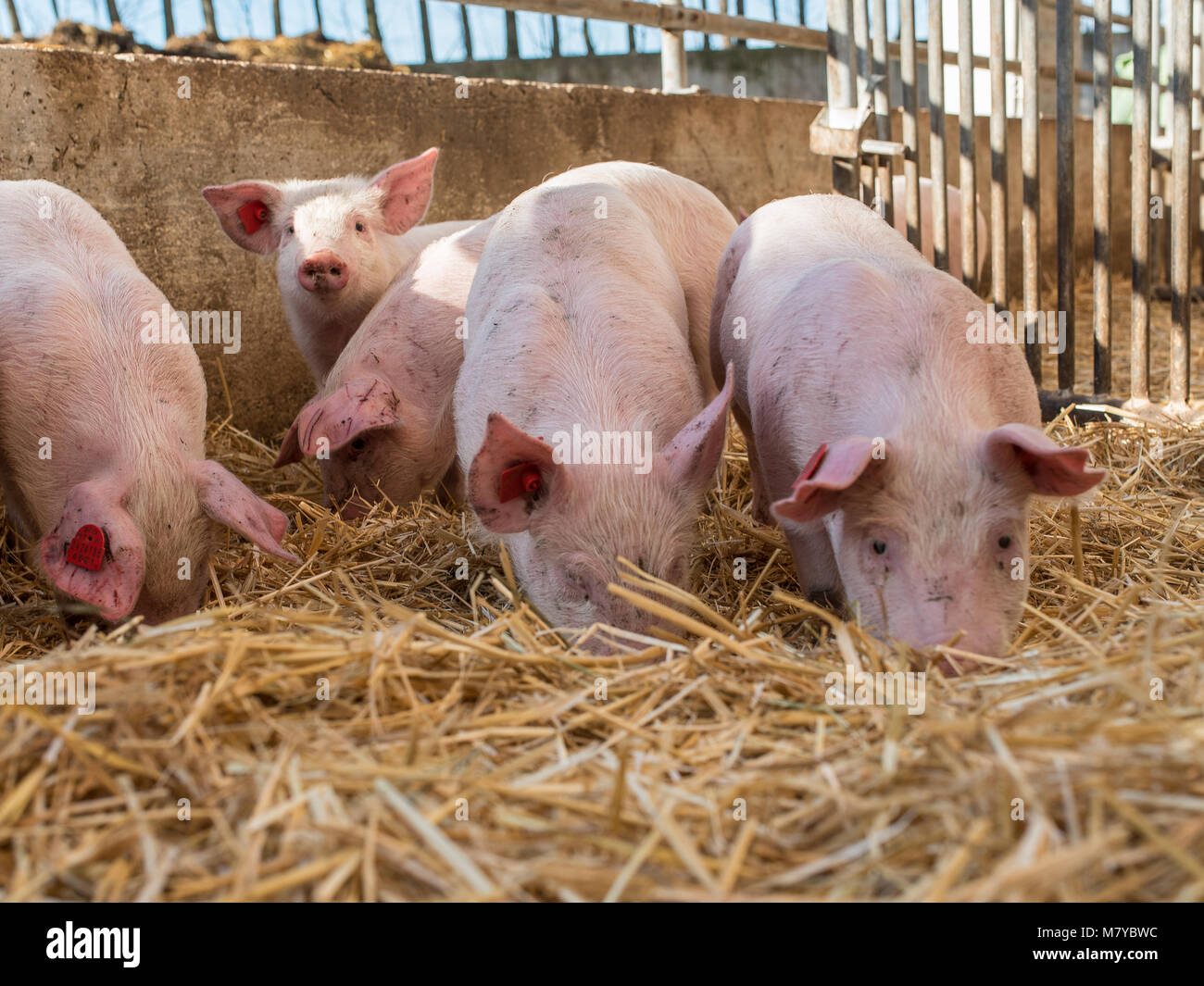 Biological pig keeping 48 Stock Photo - Alamy
