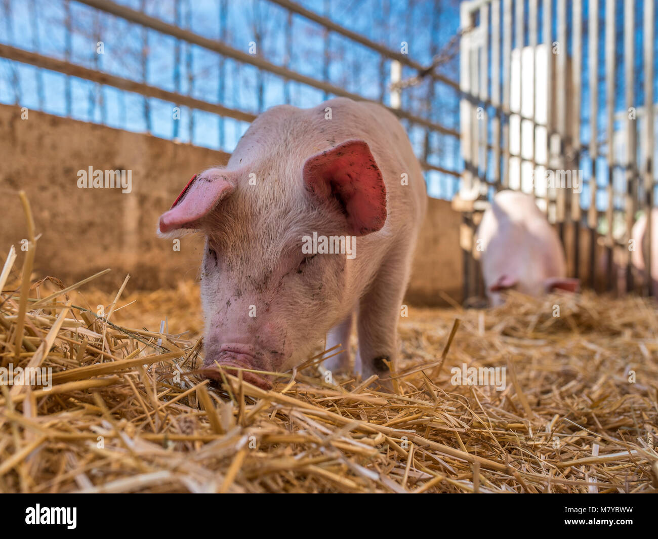 Biological pig keeping 51 Stock Photo - Alamy