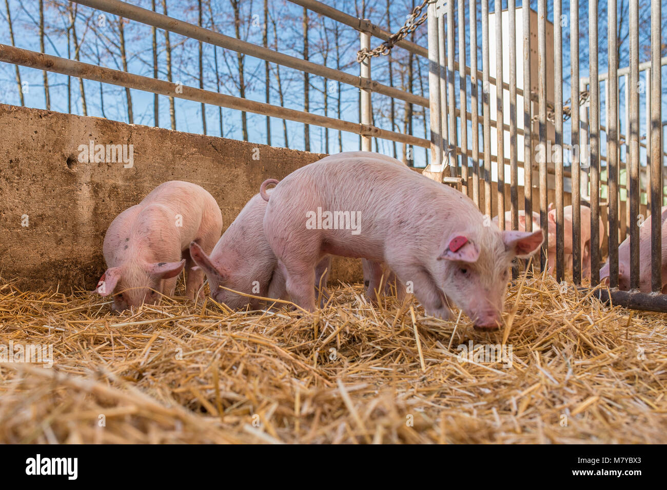 Biological pig keeping 52 Stock Photo - Alamy